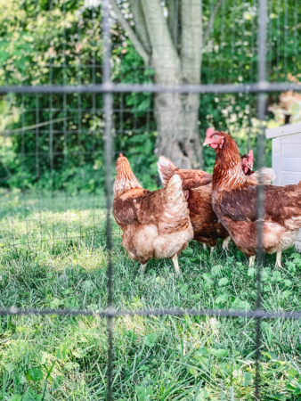 Raising Backyard Chickens - A Daily Something